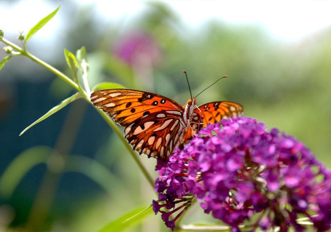 12 Facts Behind Disney’s Conservation Efforts